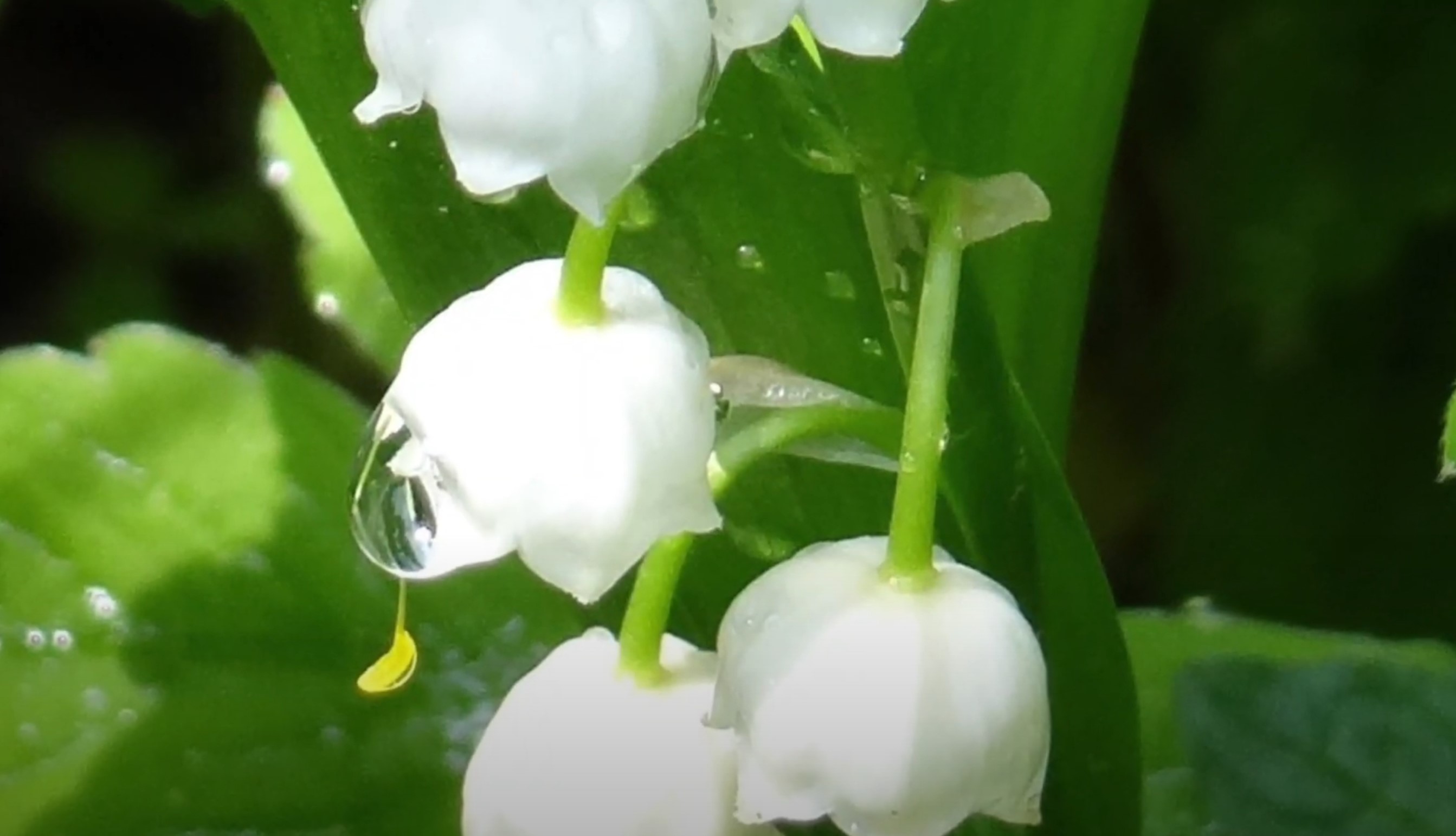 JOYFUL LILY OF THE VALLEY! - Master Parfums