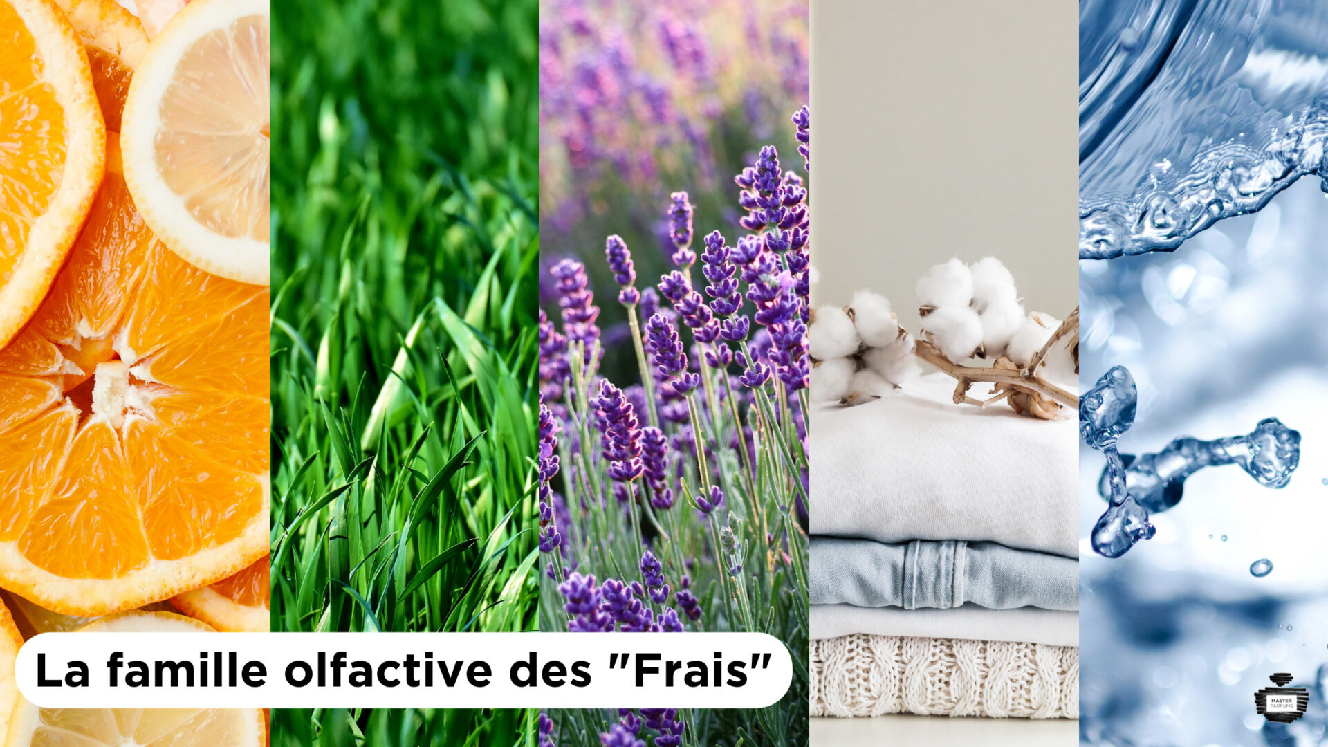 Les familles olfactives en parfumerie - Master Parfums