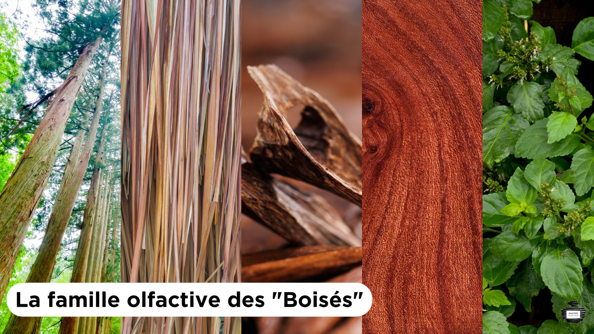 Les familles olfactives en parfumerie - Master Parfums