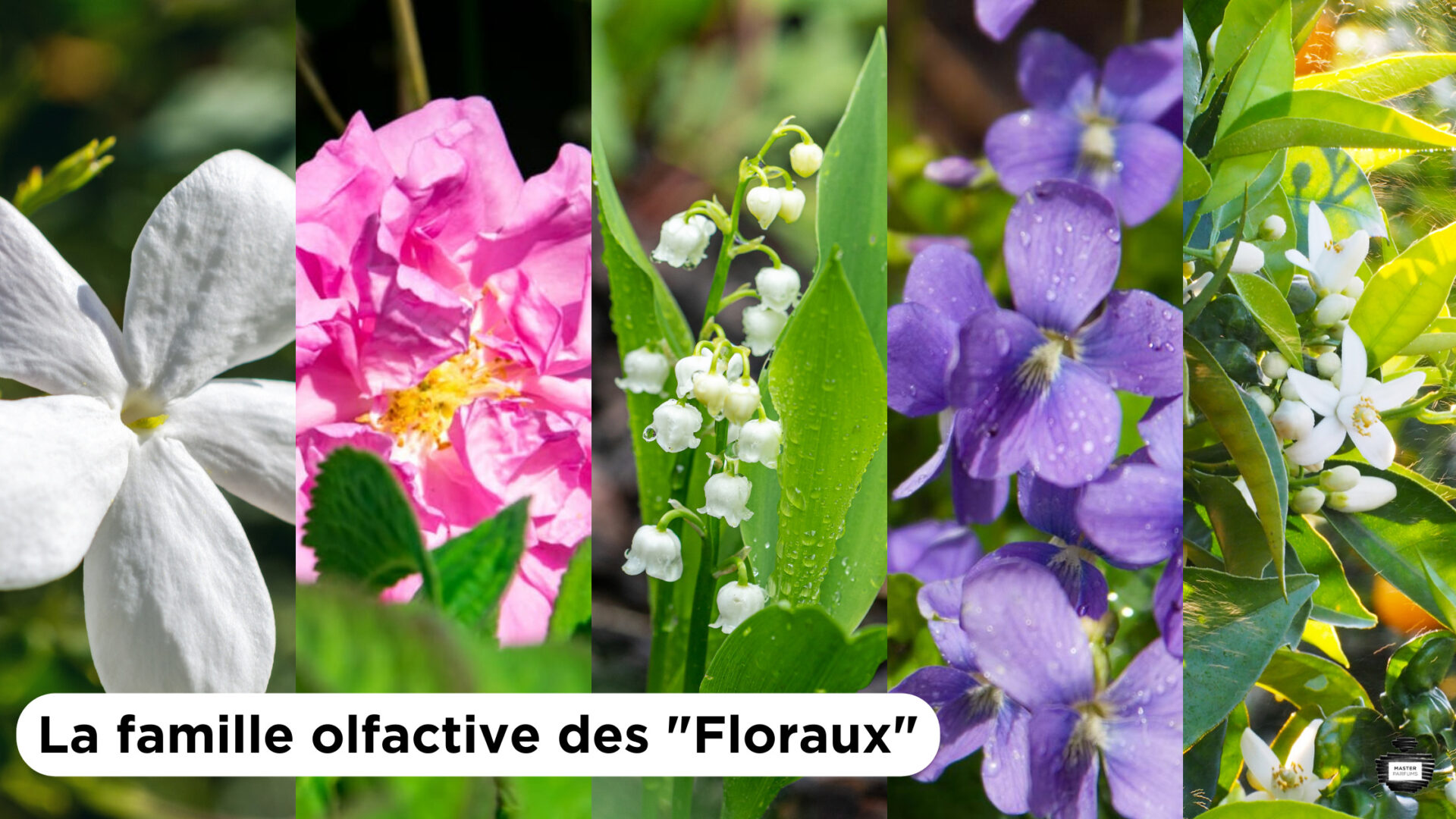 Les familles olfactives en parfumerie - Master Parfums