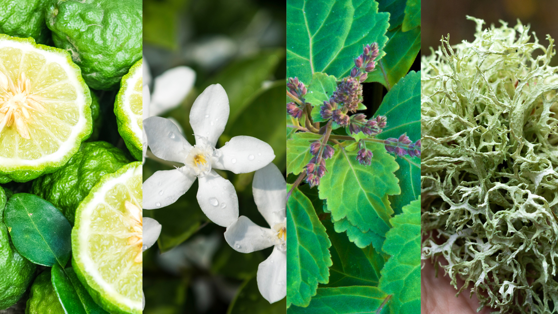 La famille olfactive des Chyprés - Master Parfums