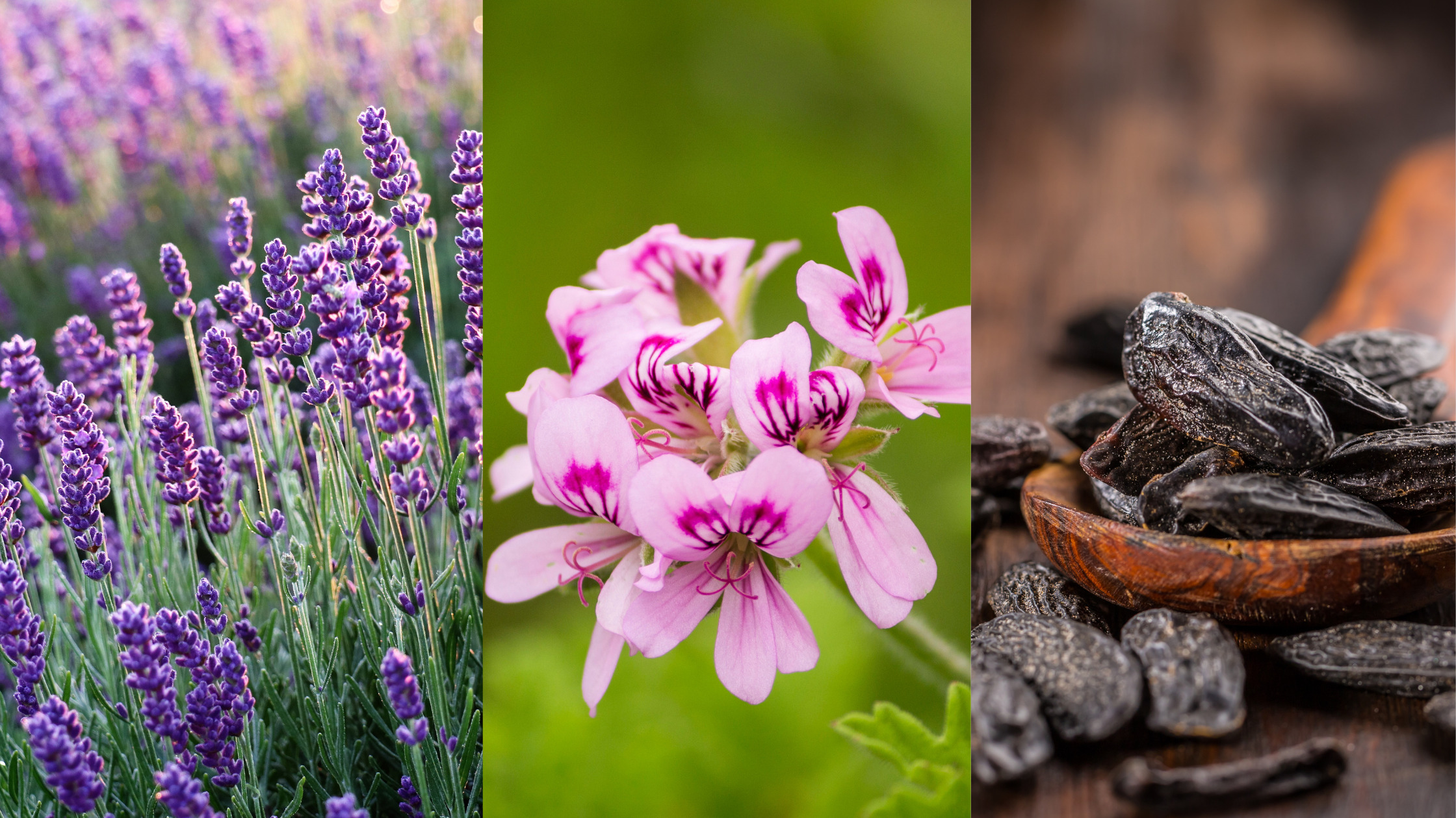 La famille olfactive des fougères en parfumerie - Master Parfums