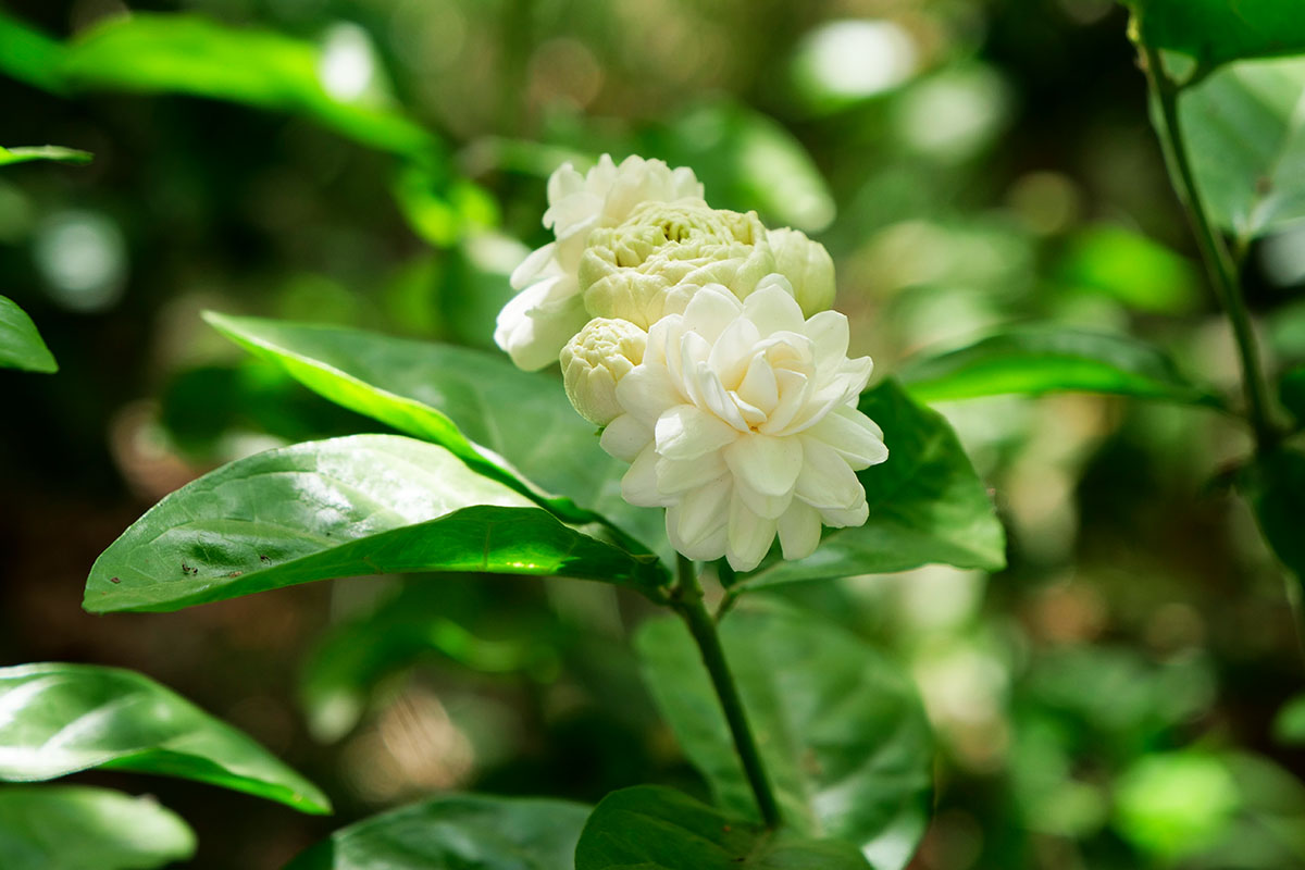 Le jasmin en parfumerie - Master Parfums