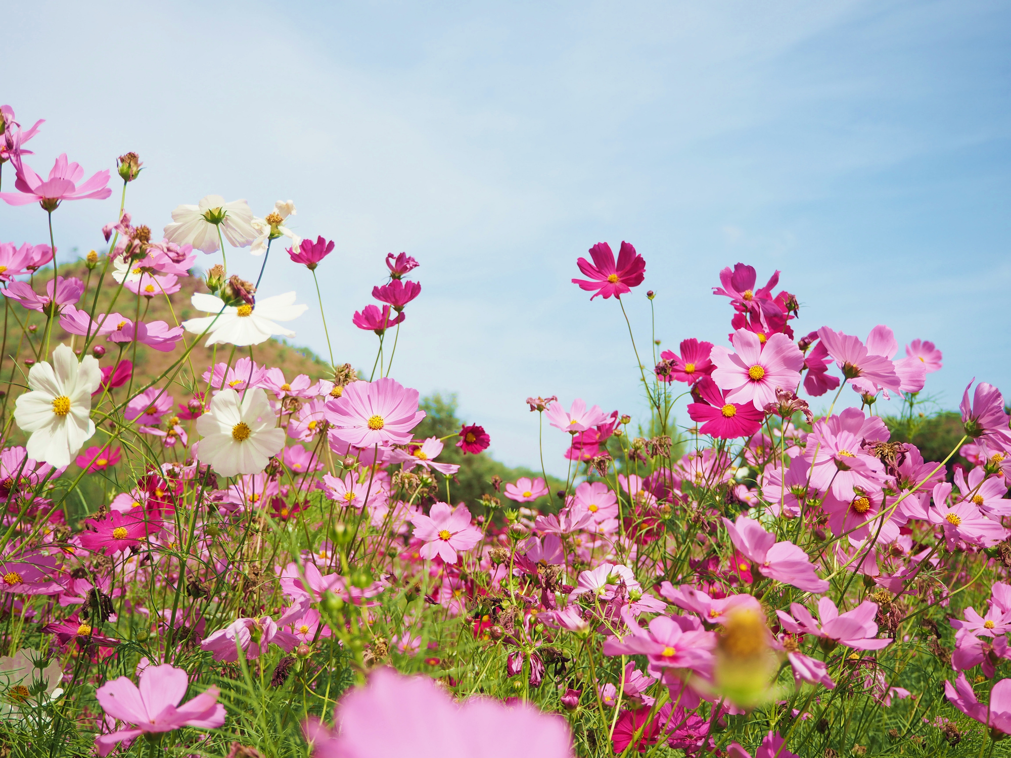 La famille olfactive des floraux - Master Parfums